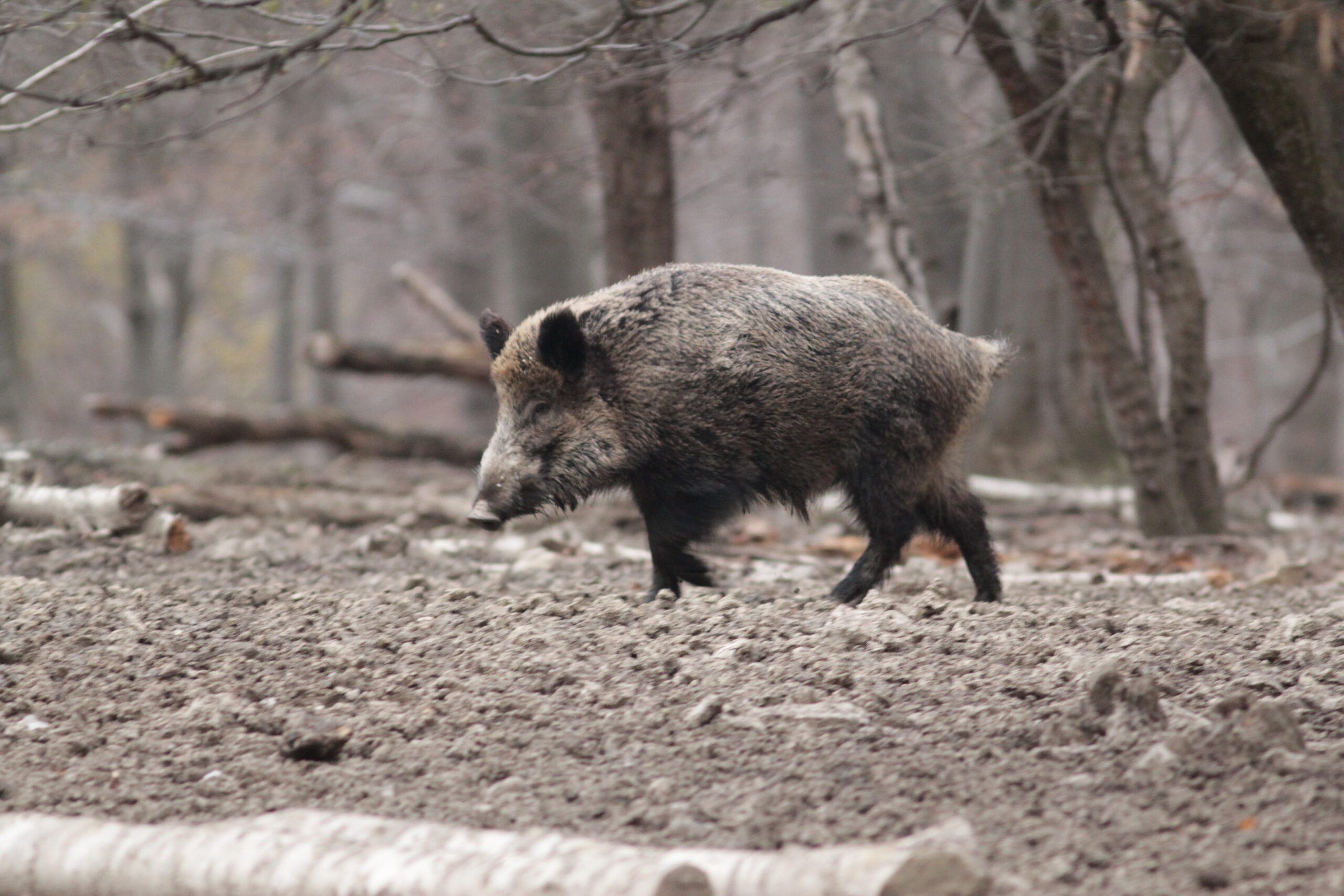 Povestiri dobrogene - Petru Gherghe, mistreţul şi butoiul - Povestile ...